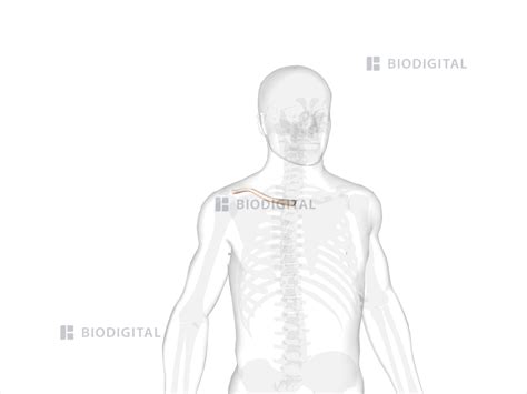 Right Clavicle Biodigital Anatomy