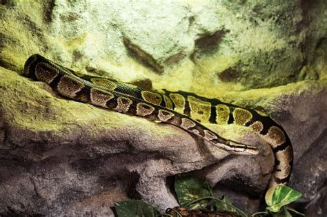 Ball Python Temperature Humidity And Lighting Requirements [ultimate Guide]