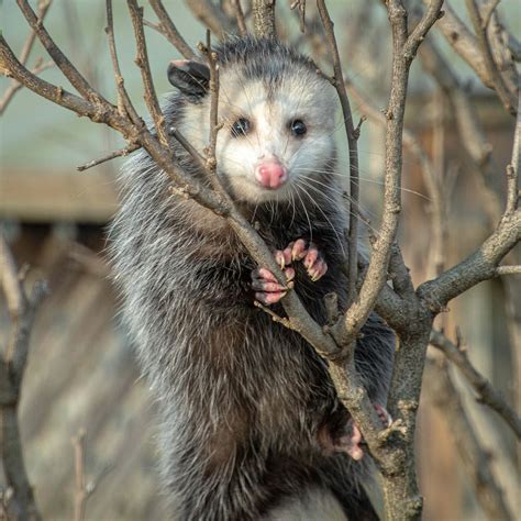 Opossum Definition