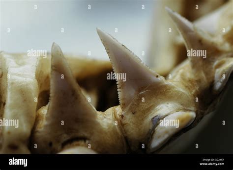 Teeth Of A Great White Shark Carcharodon Carcharias Being Dissected At