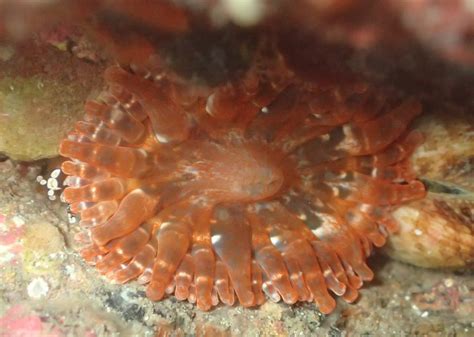 ツマリイワホリイソギンチャクNo 3181WEB生物図鑑その他生物