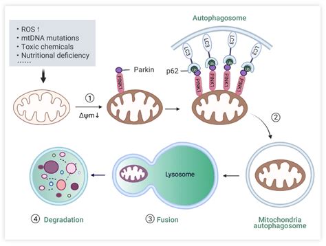线粒体自噬，怎能错过？ Medchemexpress 脉脉
