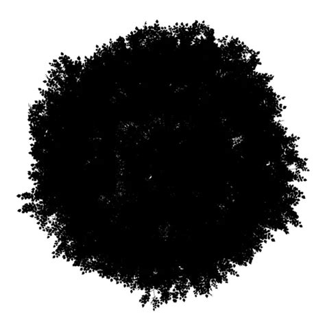 Top View Silhouette Of Sour Cherry Tree Isolated On White Backgr Stock Photo Tiler84 31559179