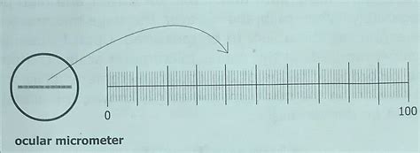 Biolearnspot Lecture Notes On Micrometry