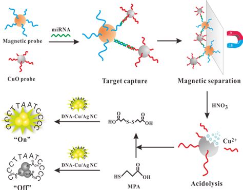 Schematic Illustration Of Method For Specific Mirna Detection Based On Download Scientific