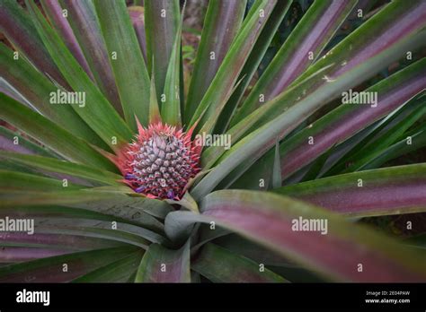 Pineapple Just Sprouting And Looking Beautiful In A Local Farmland In