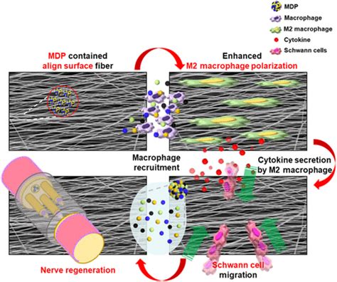 Development Of Electrospun Nerve Guidance Conduits By A Milk Derived Protein With Biodegradable