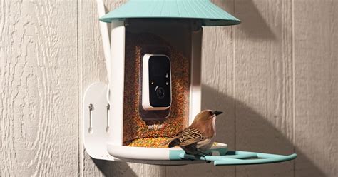 Netvue Birdfy Feeder Cam Review Fun But Wonky Wired