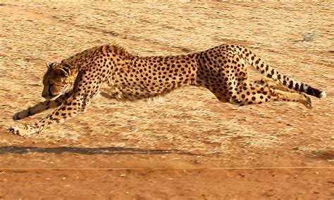 About Cheetahs • Cheetah Facts • Cheetah Conservation Fund • 2022