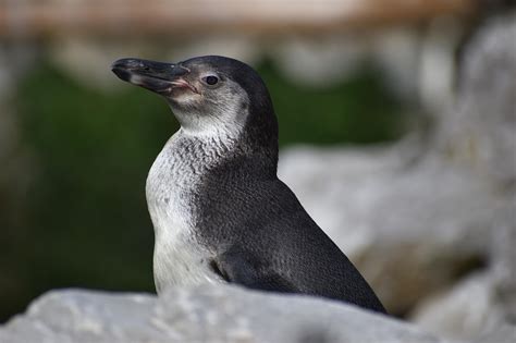 Humboldt Pinguin Pinguin Kostenloses Foto Auf Pixabay Pixabay