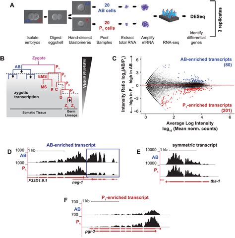 Differential Transcript Abundance In AB And P1 Blastomeres Following Download Scientific