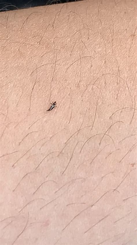 Tiny Dancing Alien Bug R Whatsthisbug