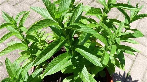 Успокоительные травы для нервной системы Полезные советы Интересный контент в группе Лайфхак