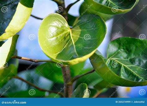 Polyscias Fruticosa L Harmspolyscias Fruticosa Or Araliaceae Stock