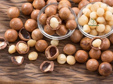 Hạt Macca Là Gì Tổng Quan Sức Khỏe Và Cách Sử Dụng Hiệu Quả