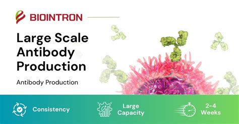 Large Scale Antibody Production Biointron Biointron
