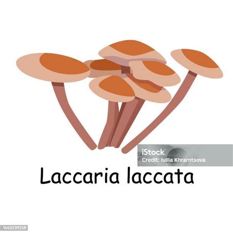 Ilustración De Un Vector Plano De Un Hongo Comestible Aislado Sobre Un Fondo Blanco Y Más