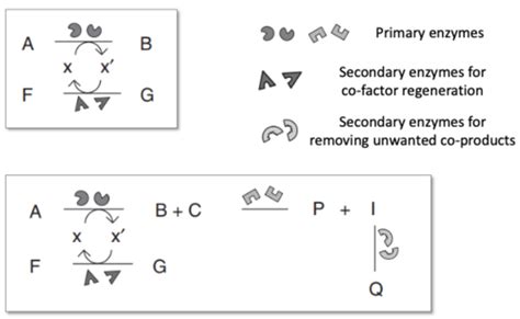 Multi Enzyme Biocatalysis Flashcards Quizlet