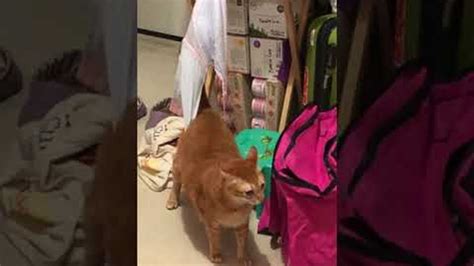 Curious Cat Gets Stuck In Bra Viralhog Youtube