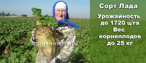 Оптом семена кормовой свеклы от производителя | Профессиональные ...
