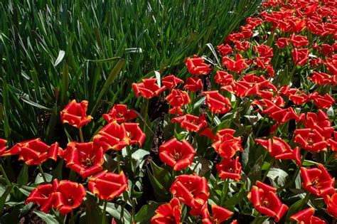 Premium Photo Red Tuli Premium Photo Red Tuli