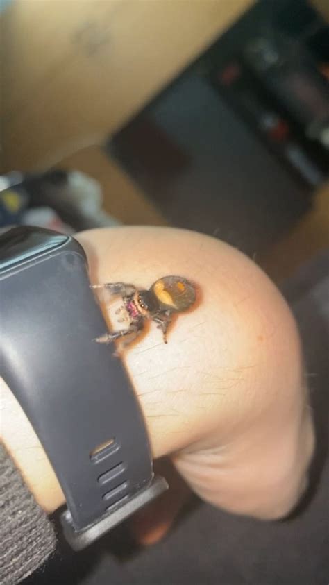 Spider Directs Airplane Traffic Luna Looks Like Shes Directing In Airplanes What Is This