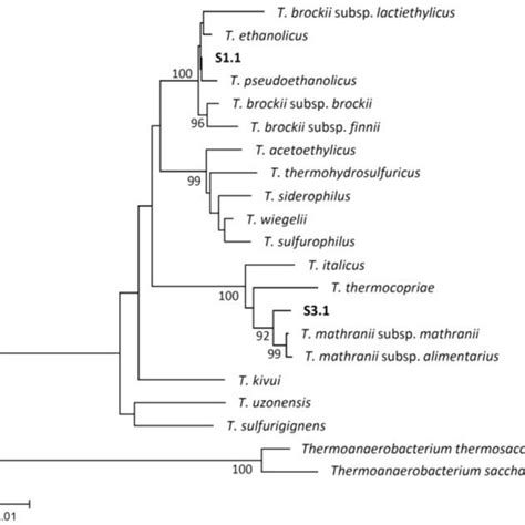 Phylogenetic Dendrogram Based On 16s Rrna Gene Sequences Indicating The