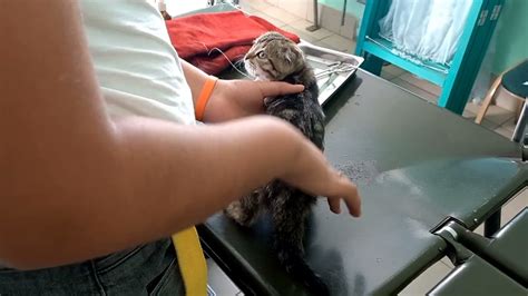 Котёнок попал на крючок часть вторая Youtube