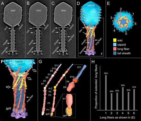 Bacteriophage Structure