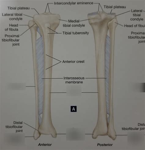 Tibia Anatomy Diagram Quizlet