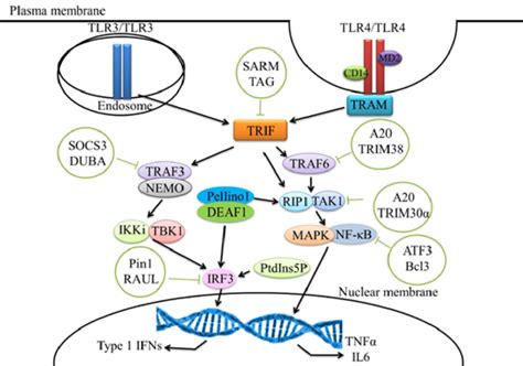 Schematic Diagram Of Trif Dependent Signal Cascade Download Scientific Diagram