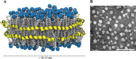 Phospholipid Nanodiscs A Illustration Of A Nanodisc With Two Copies