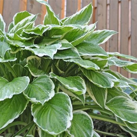 Fertilizer For Hostas How To Fertilize Hosta Plants