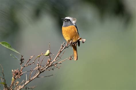 ジョウビタキ♂⑤ By ロウ （id：9104125） 写真共有サイトphotohito