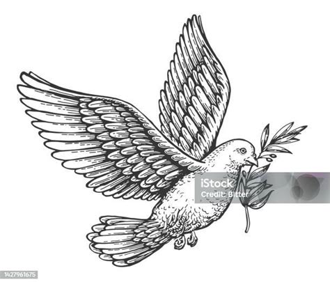 올리브 가지로 평화 비둘기를 날리십시오 영적 순결 상징 스케치 빈티지 조각 스타일의 벡터 일러스트 레이 션 천사에 대한 스톡 벡터 아트 및 기타 이미지 Istock