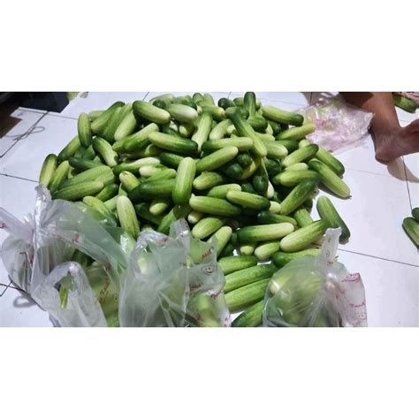 Jual Timun Segar Kg Buah Timun Sayur Segar Buah Bonteng Segar Shopee Indonesia