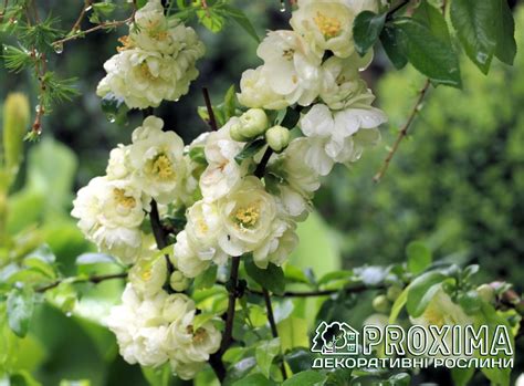 Айва прекрасна Юкіготен, Сhaenomeles speciosa Yukigoten, ціна, купити ...