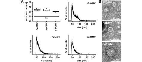 Characterization Of Bacterial Outer Membrane Vesicles A Mean Size Of Download Scientific