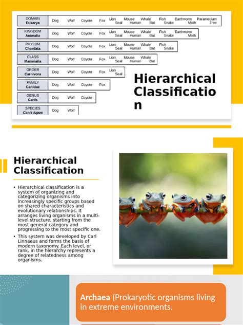 Day7 Hierarchical Classification Ex Pdf Zoology Organisms Day7 Hierarchical Classification Ex Pdf Zoology Organisms