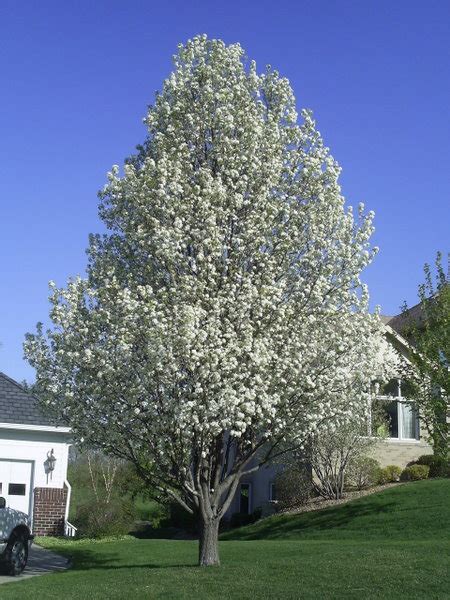 Ornamental Pear Gammon S Garden Center Landscape Nursery