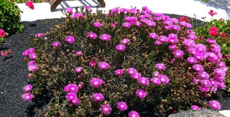 Planting Sedum Plant Addicts