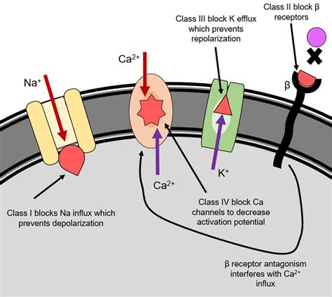Schematic Representation Of The Effects Of Anti‐arrhythmia Drugs With
