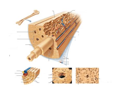 Lab Quiz 4 Compact Bone Diagram Quizlet