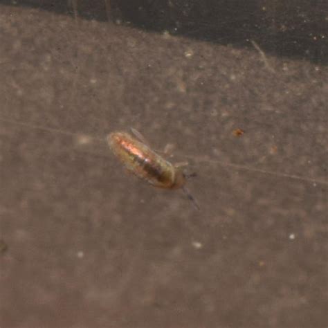 Pseudosinella Or Lepidocyrtus Bugguidenet