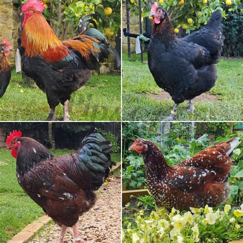 Hen Or Rooster Chicken Sexing Tips Pip And Grow
