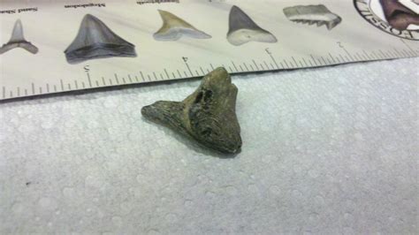 Bone Fossil Id The Fossil Forum