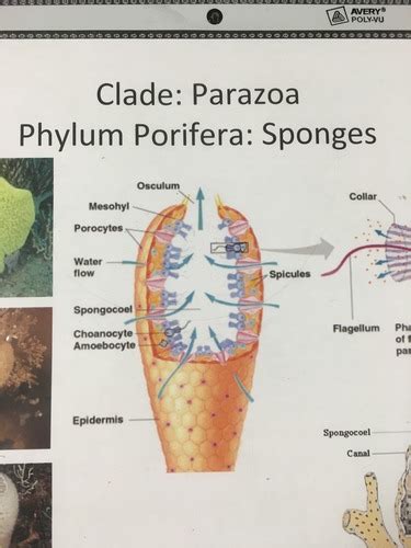Lab Practicum Flashcards Quizlet Lab Practicum Flashcards Quizlet