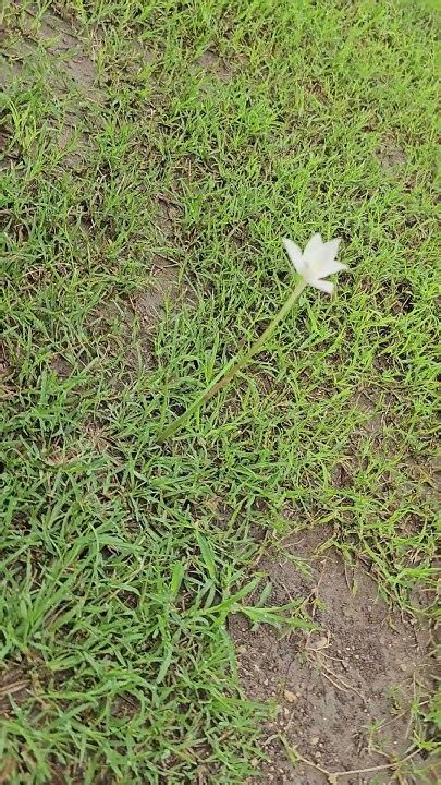 드러눕는 에델바이스 닮은꽃 에델바이스아님 Youtube