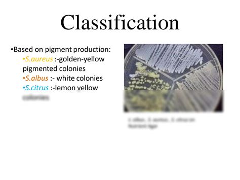 Solution Staphylococcus Aureus Converted Studypool
