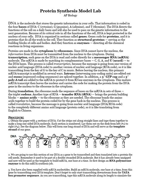 Protein Synthesis Model Lab Pdf Translation Biology Rna